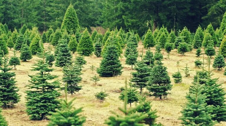 Workshop Offers Pesticide Recertification Credits for Christmas Tree ...
