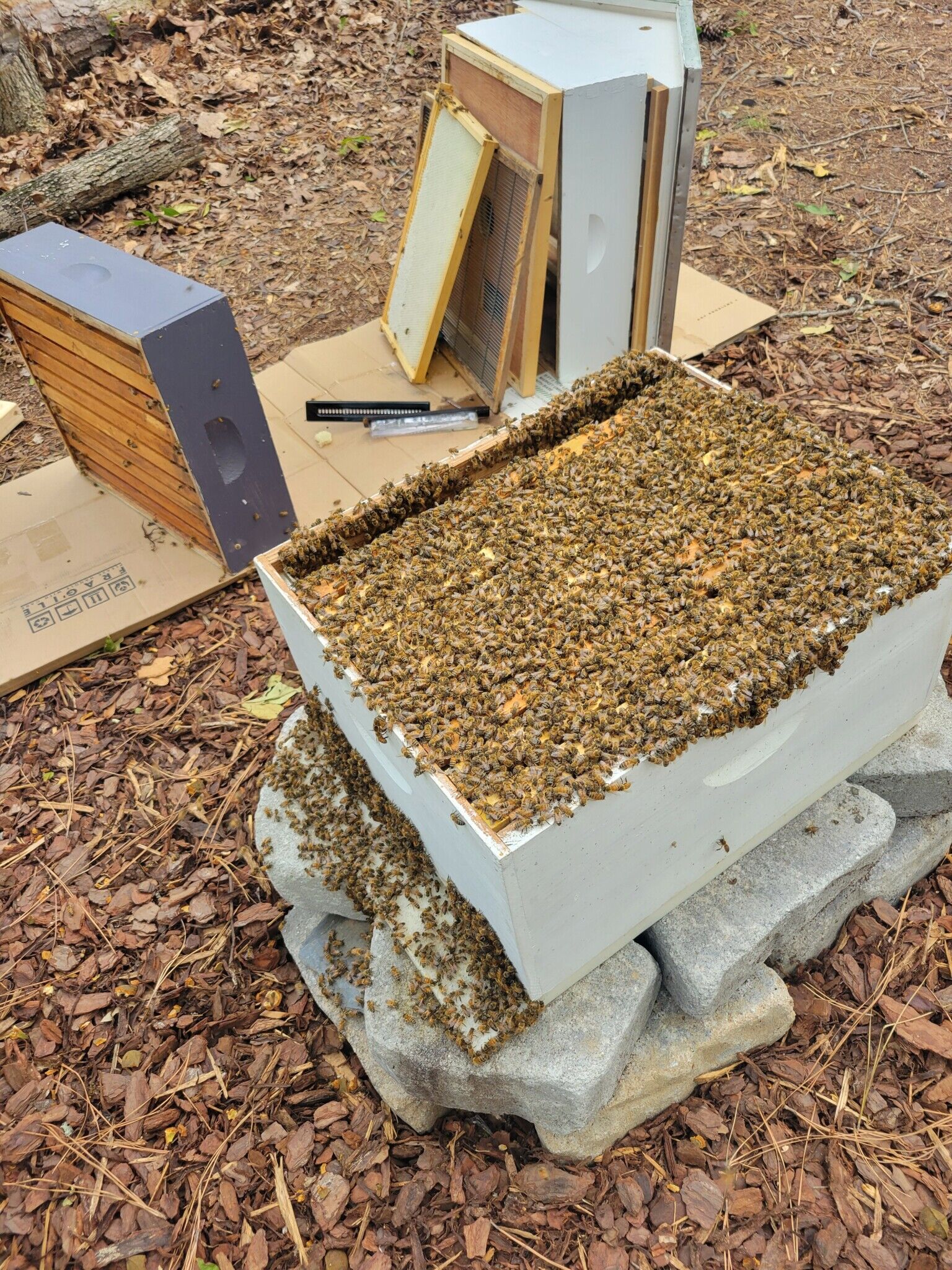 A Beginner’s Guide to Successful Beekeeping - Morning Ag Clips