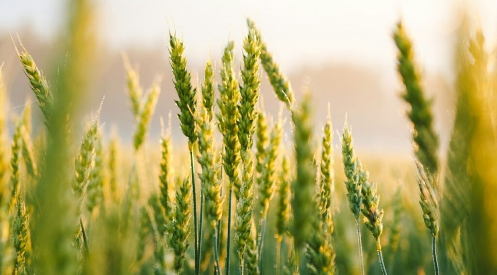 Minnesota Leopold Conservation Award Seeks Applicants - Morning Ag Clips