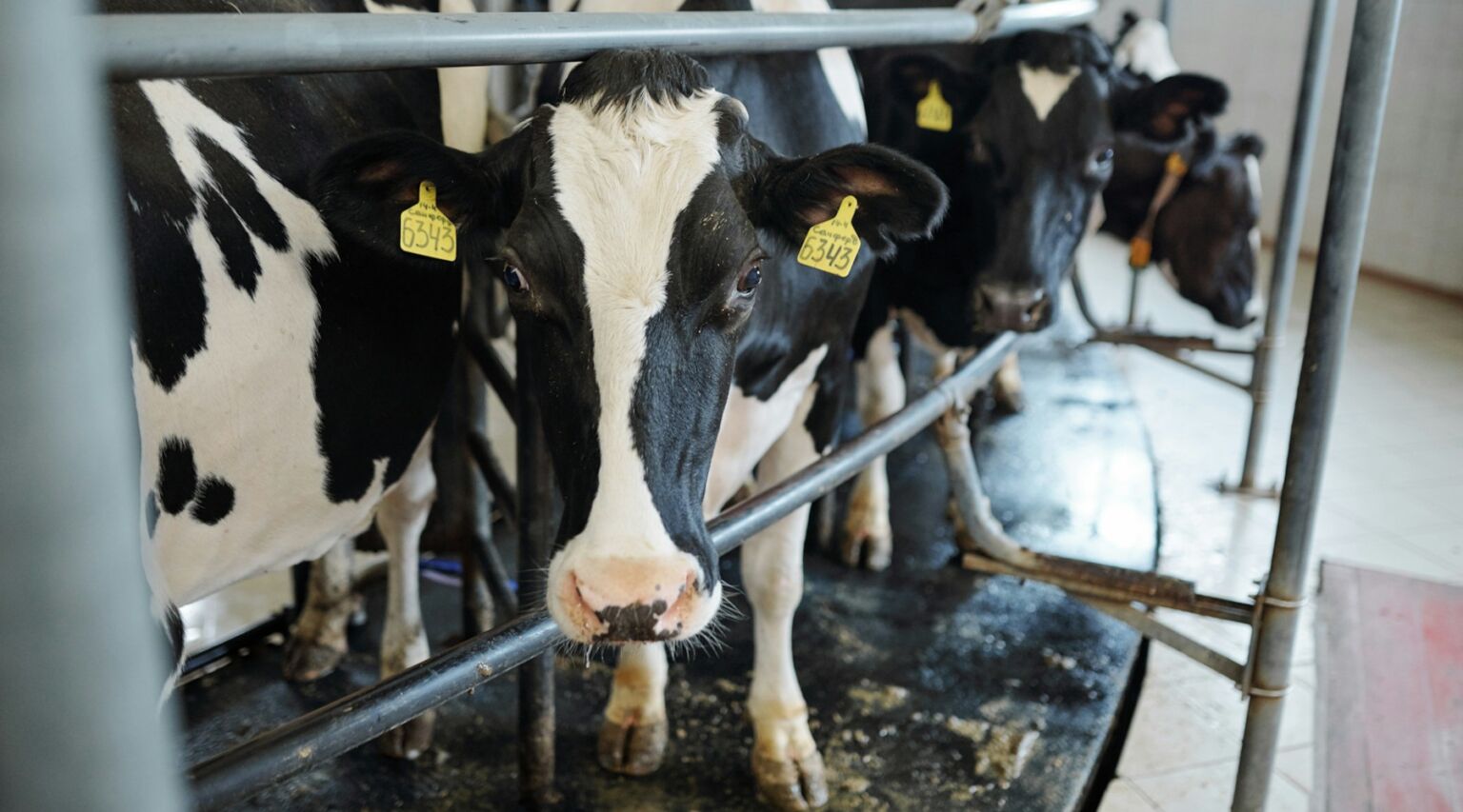 2026 Dairy Margin Coverage Program Enrollment is Now Open! - Morning Ag ...