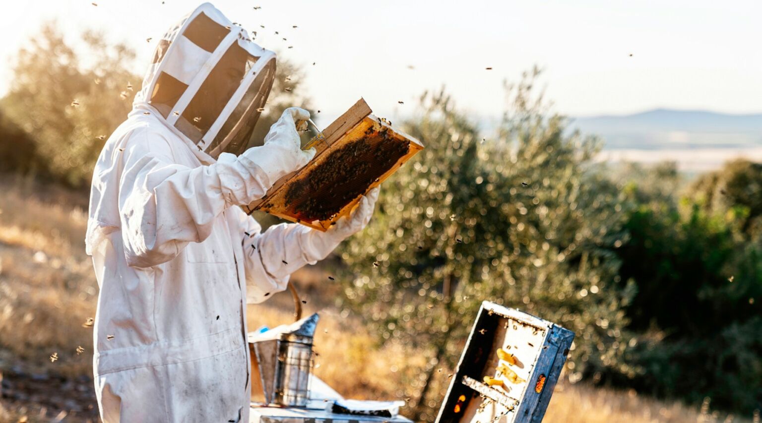 ‘Beekeeping Around the World’ Webinar Series Offered by Penn State ...