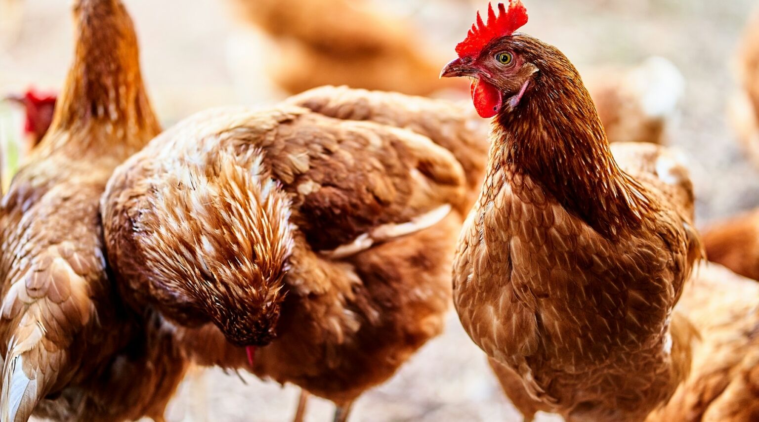HPAI Confirmed in Commercial Poultry Flock in Hart County - Morning Ag ...