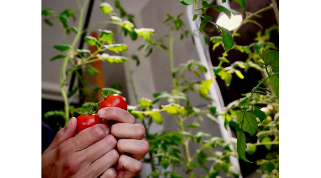 The Benefits of Gardening in the Winter - Morning Ag Clips