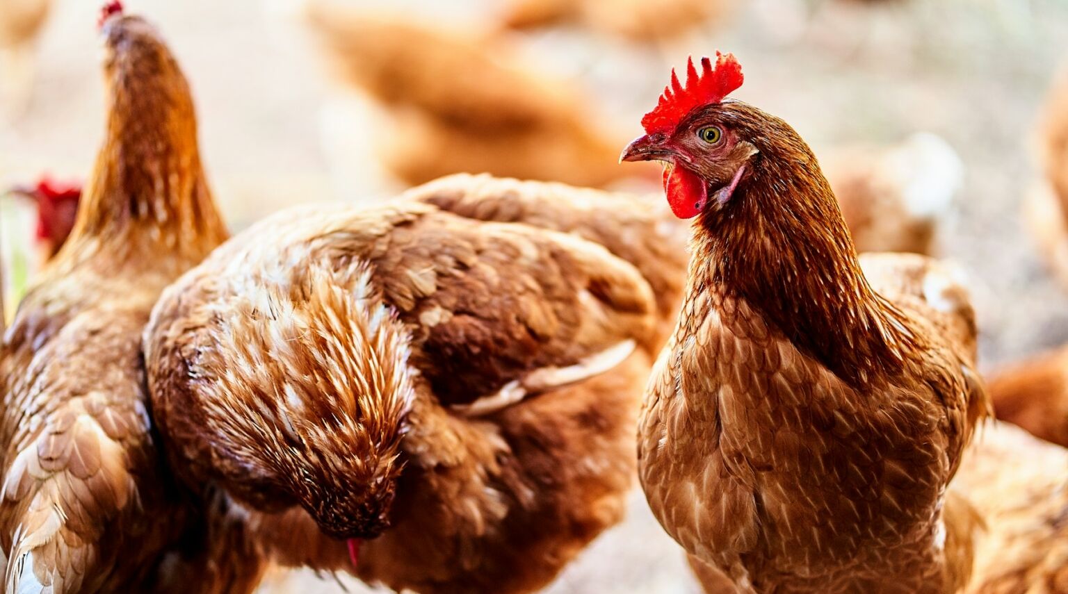 Preliminary Testing Confirms HPAI in Queen Anne’s County - Morning Ag Clips