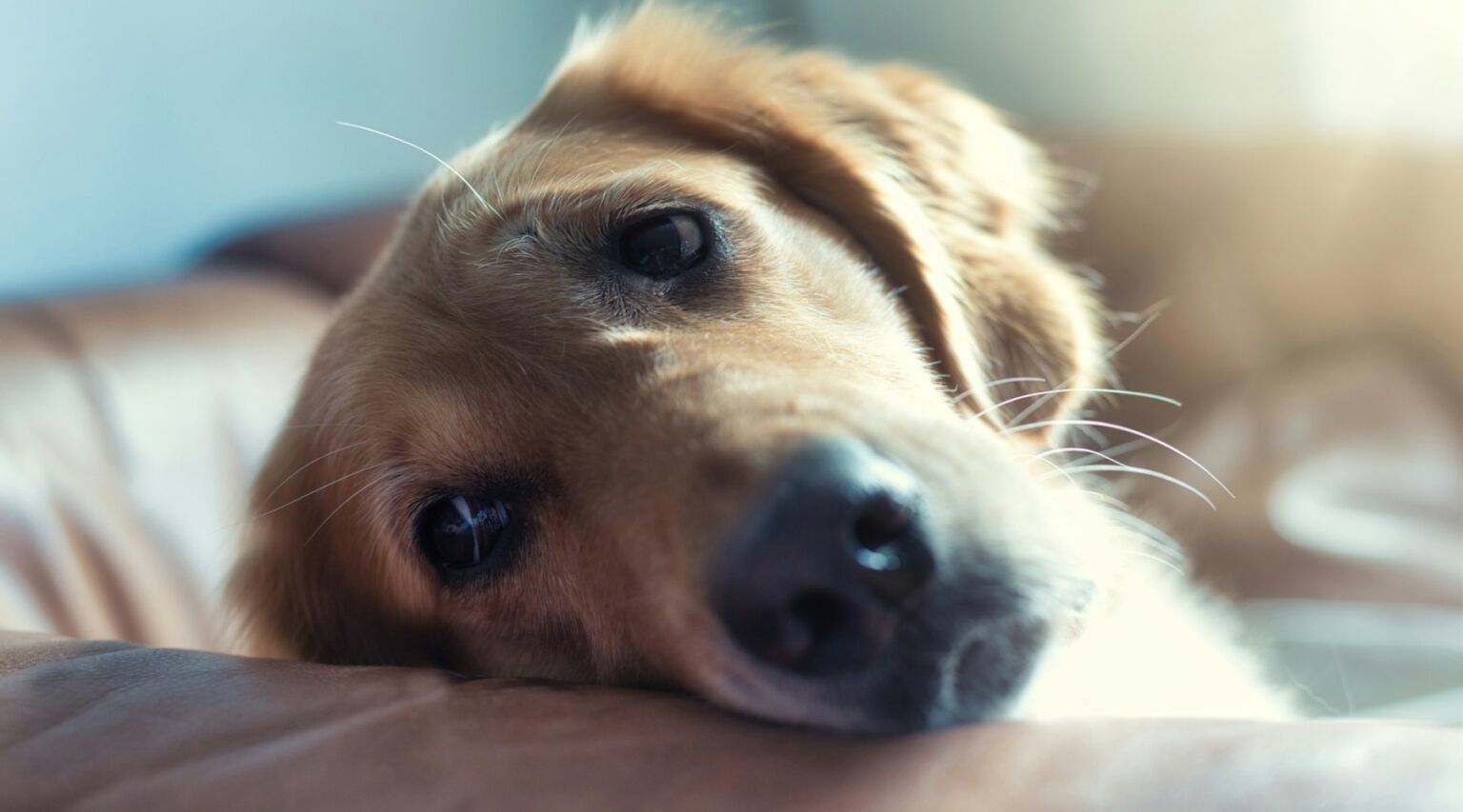 When You’re Happy, Your Dog Might Look Sad - Morning Ag Clips